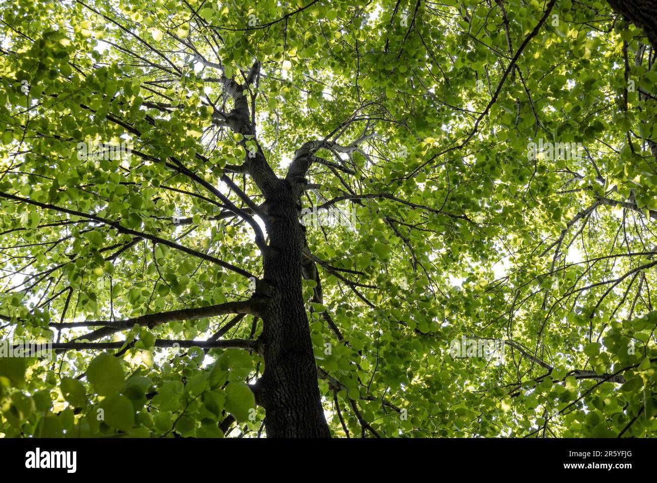 Texture background canopy view underneath the leaves of a river birch ...