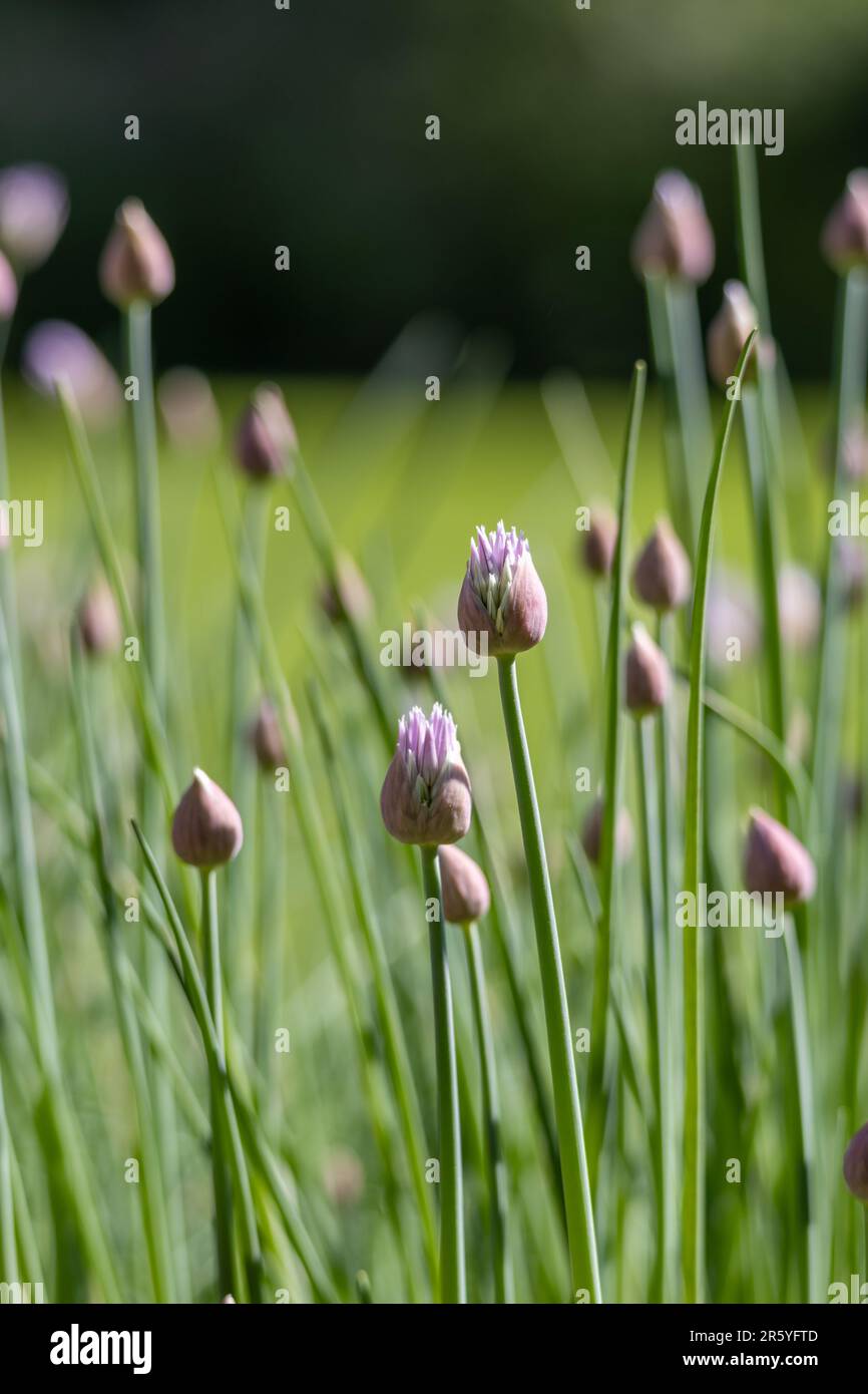 Allium flowers growing on hi-res stock photography and images - Alamy