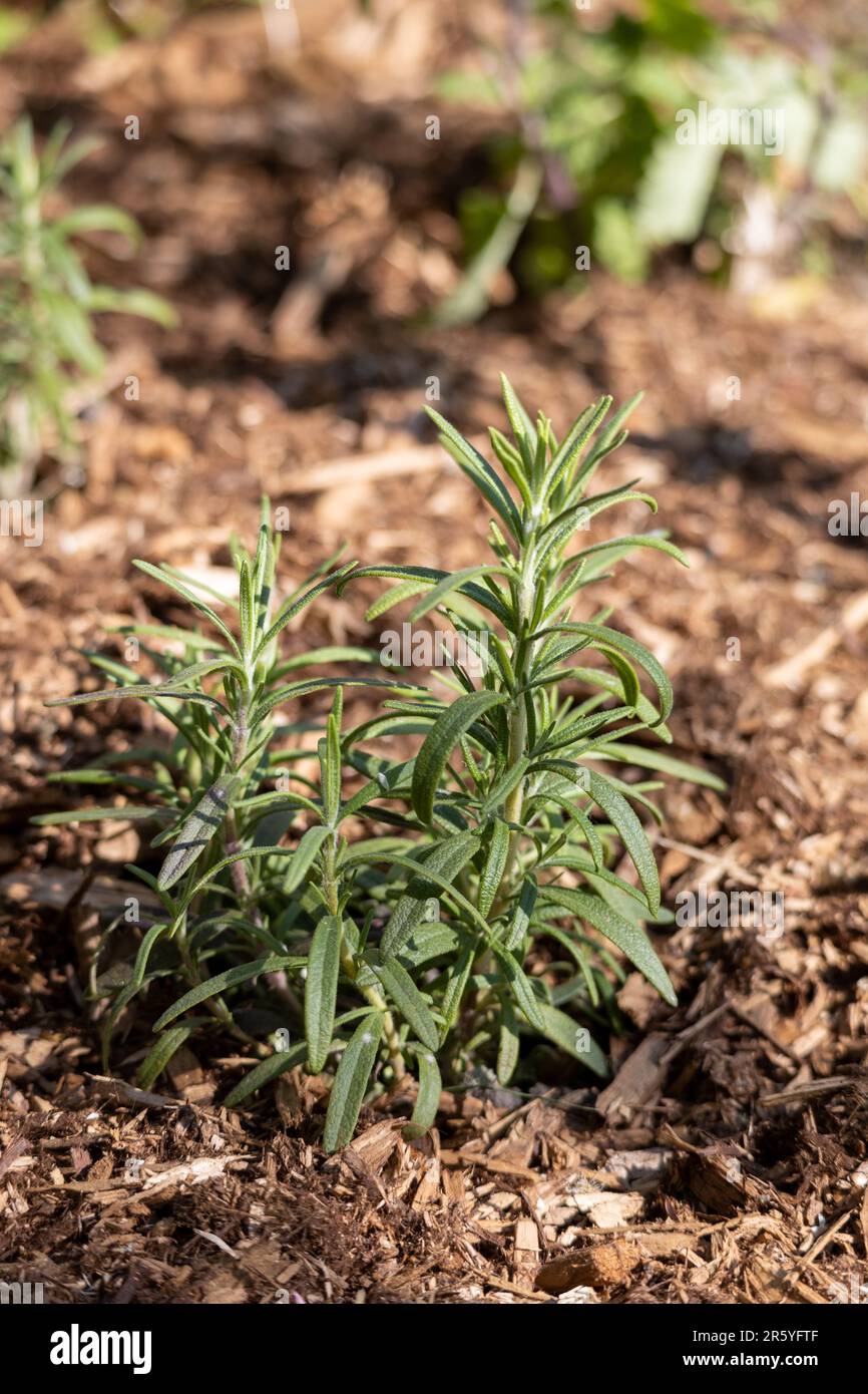 close up view of a young rosemary (salvia rosmarinus) herb plant ...