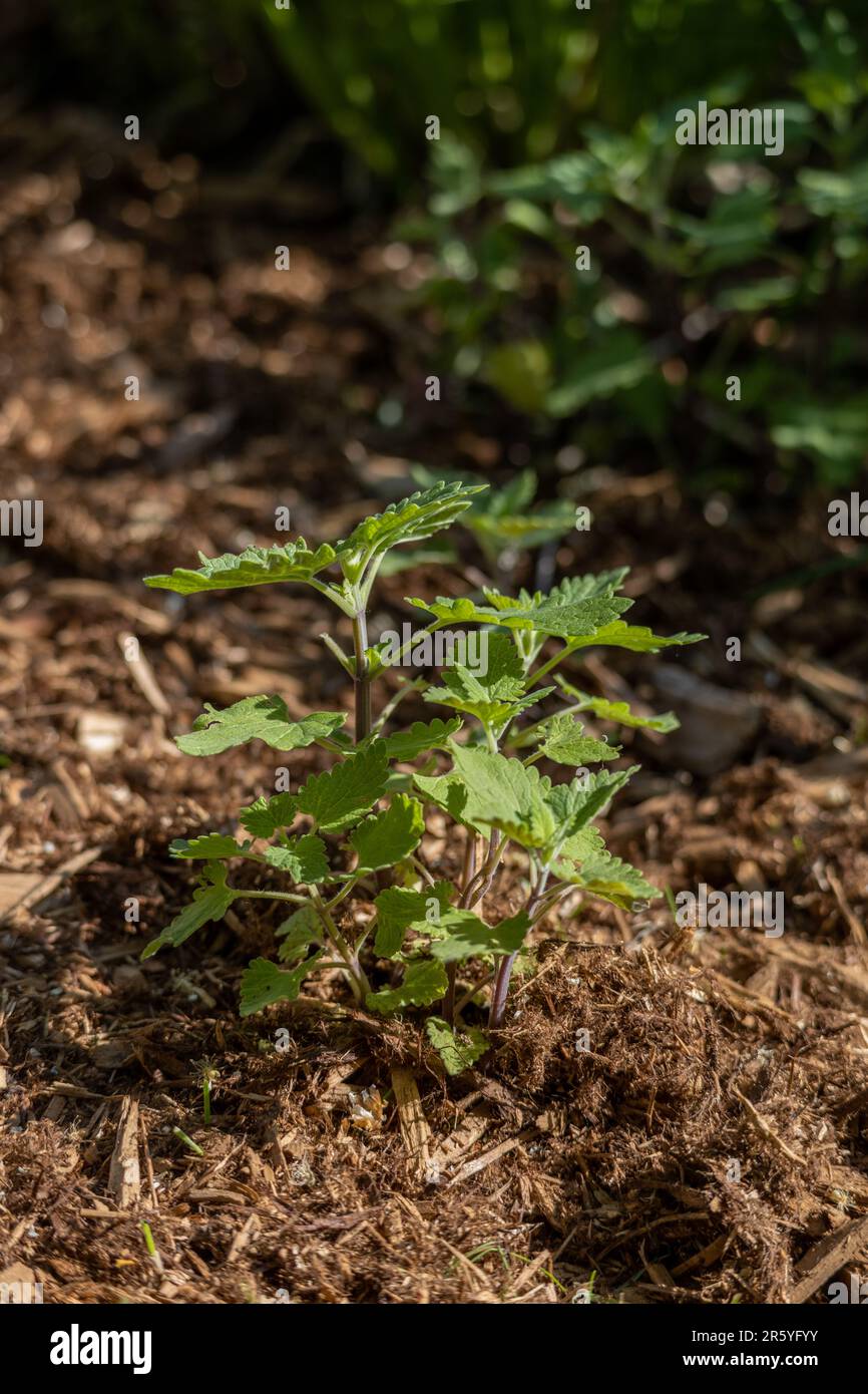 Young catnip plant hi-res stock photography and images - Alamy