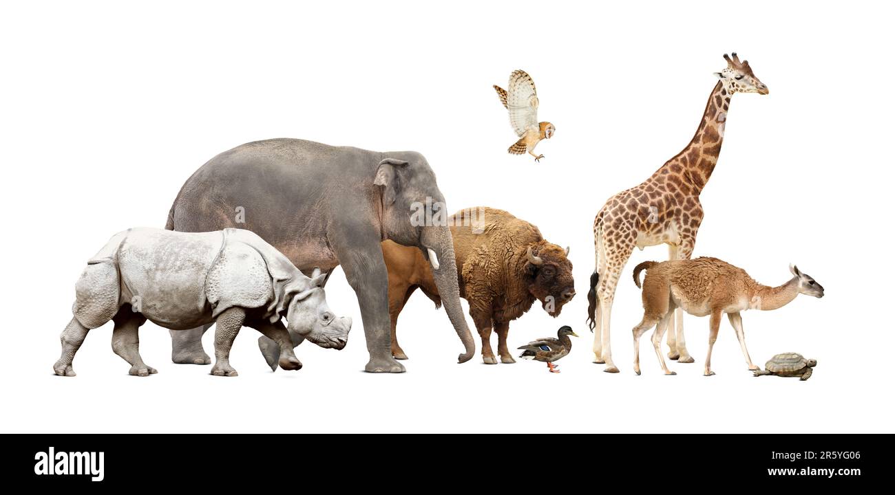 Group of different wild animals on white background, collage Stock ...