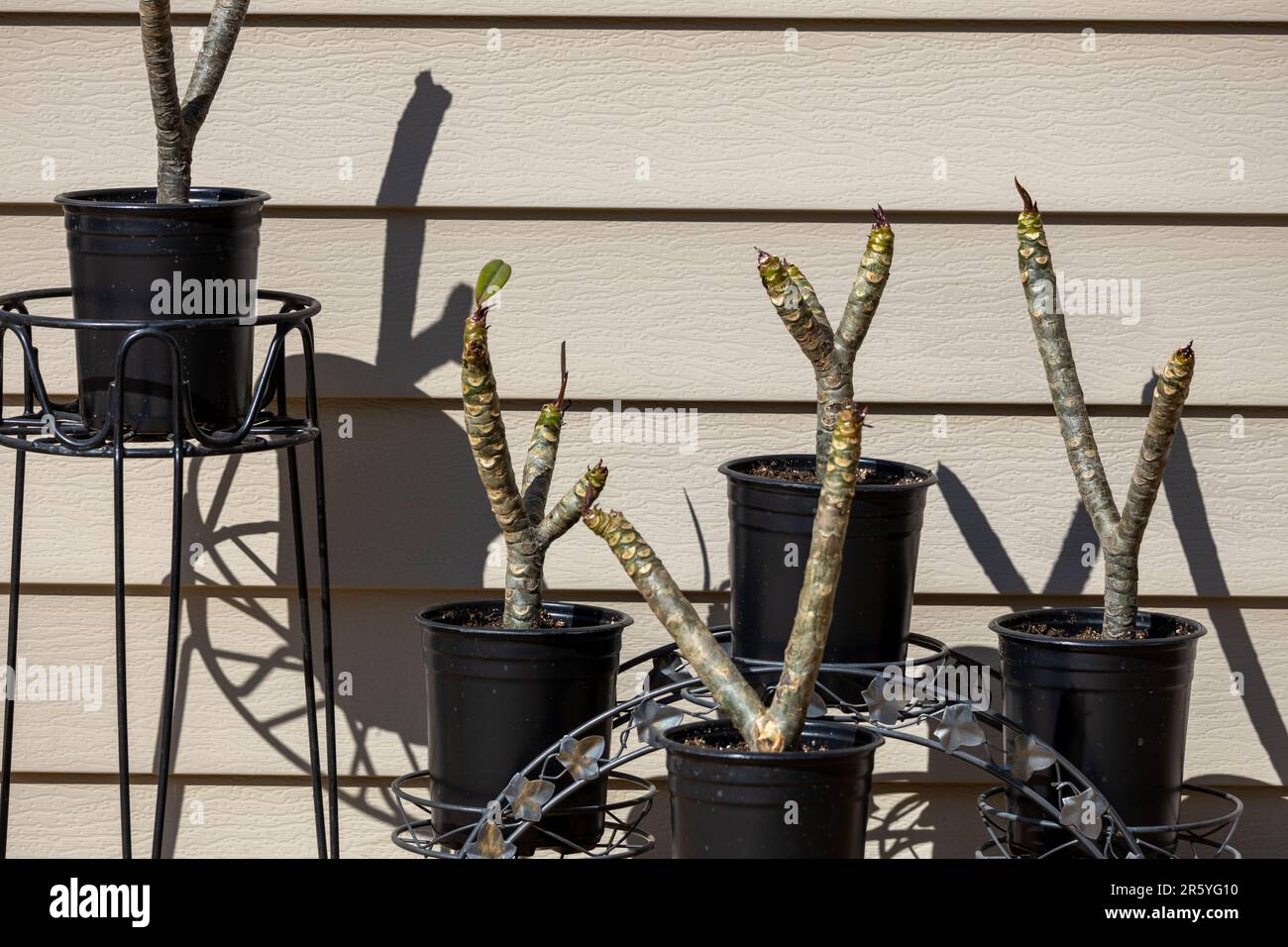 Group of planted pots hi-res stock photography and images - Alamy