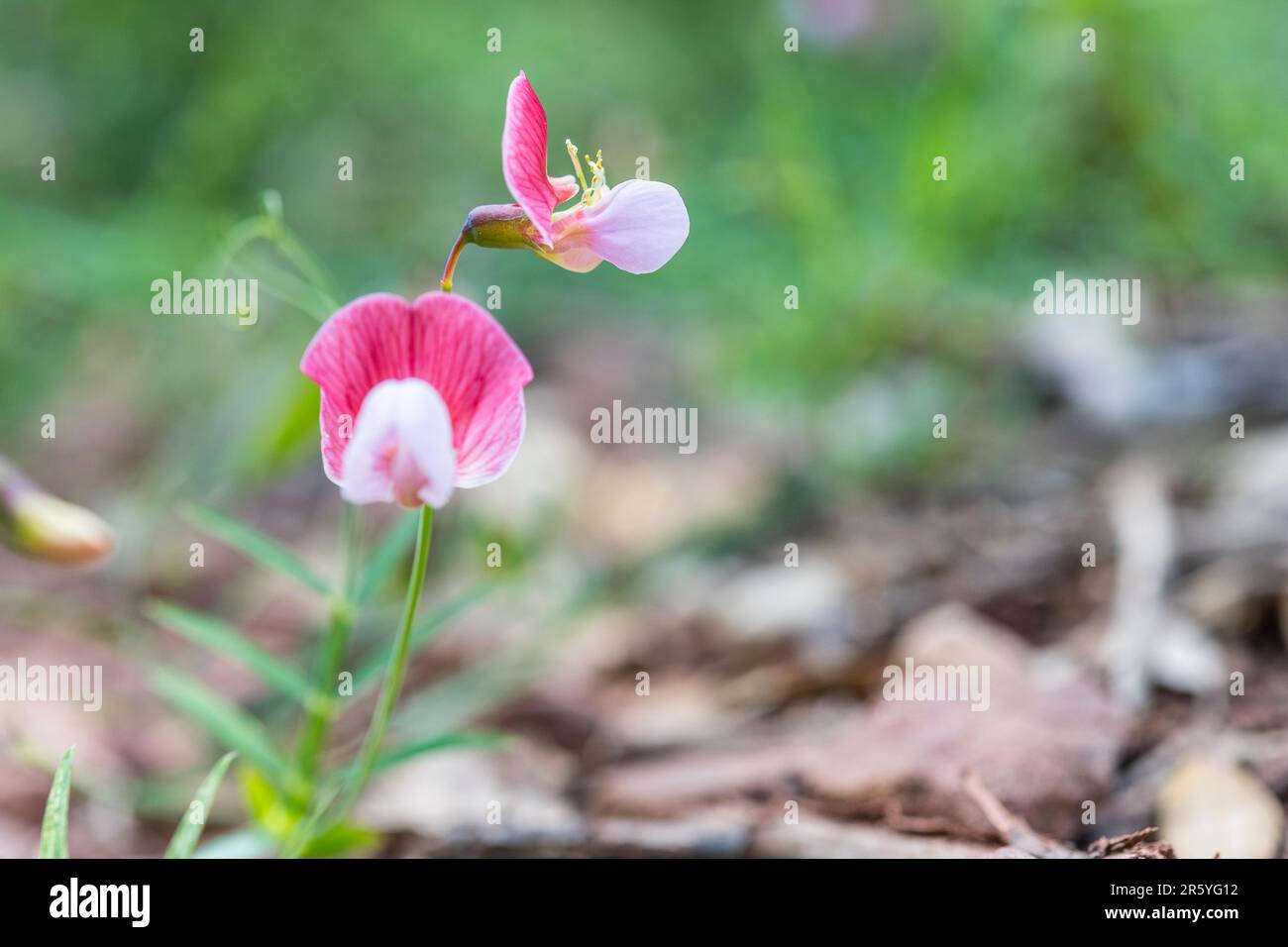 Lathyrus clymenum, also called Spanish vetchling, is a flowering plant ...