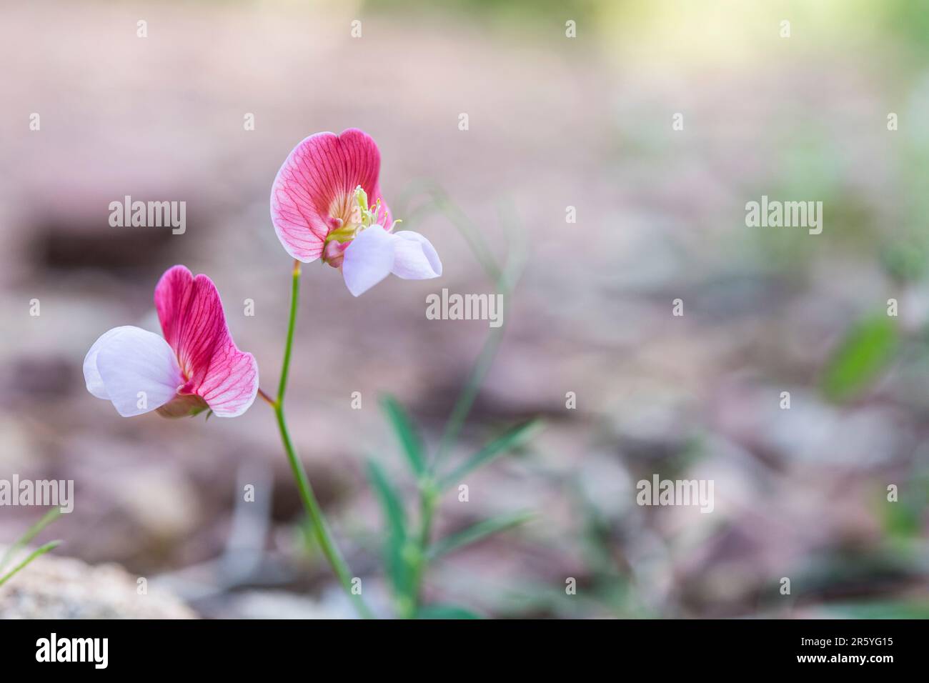 Lathyrus clymenum, also called Spanish vetchling, is a flowering plant ...