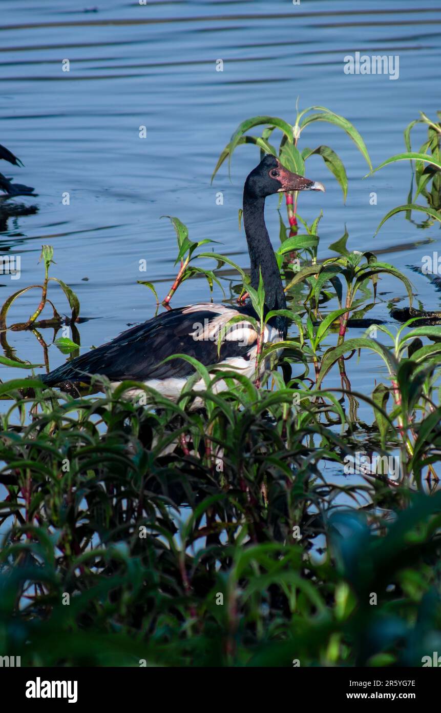 Magpie geese australia hi-res stock photography and images - Alamy