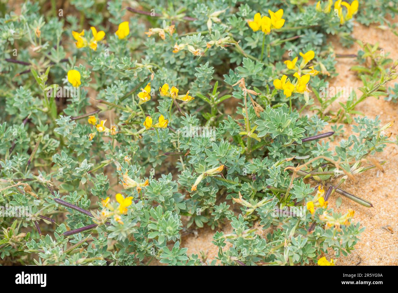 Lotus creticus is a species of perennial herb of the family Fabaceae ...