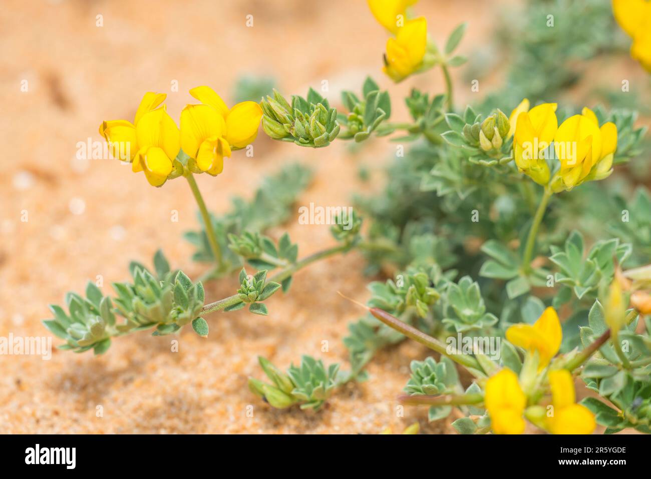 Lotus creticus is a species of perennial herb of the family Fabaceae ...