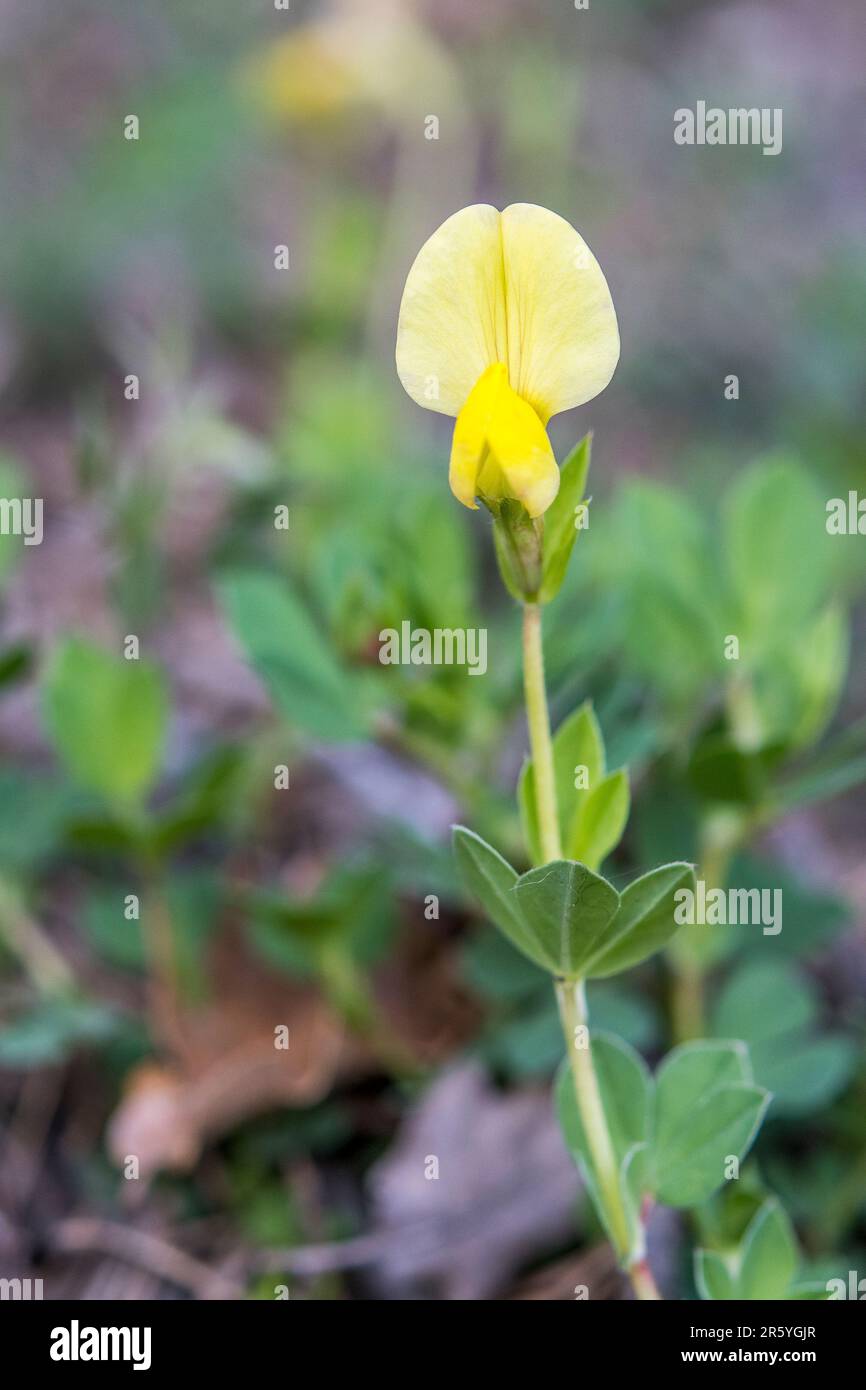 Lotus maritimus is a species of plant in the legume family, native to ...