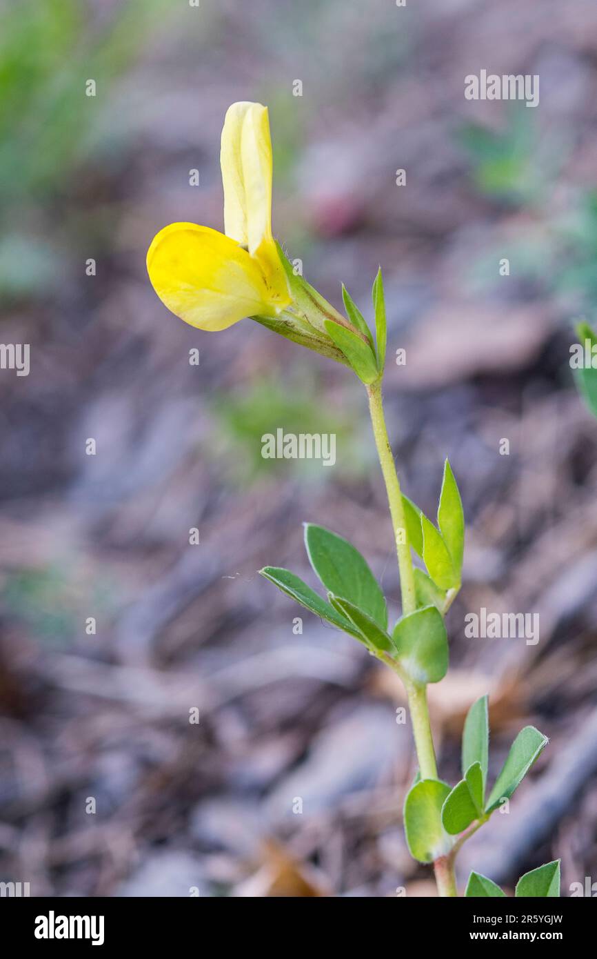 Lotus maritimus is a species of plant in the legume family, native to ...