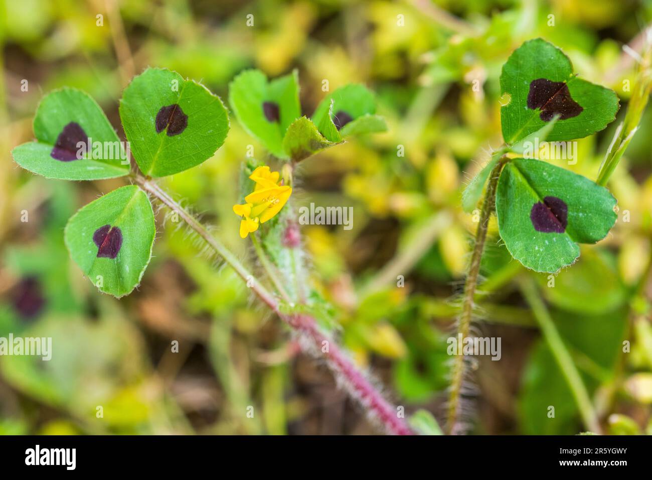 Medicago arabica, the spotted medick, spotted burclover, heart clover ...