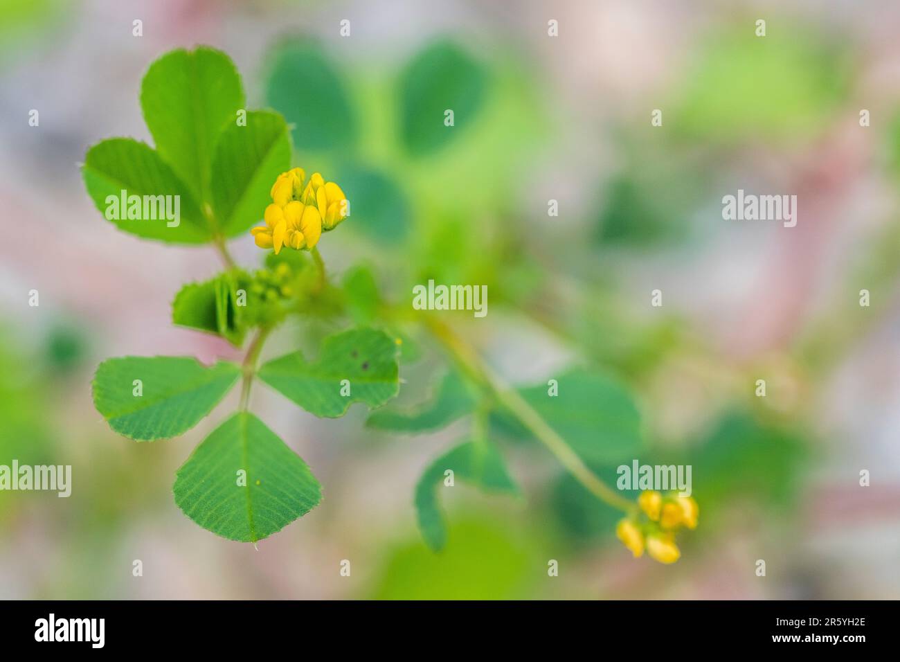 Medicago lupulina, commonly known as black medick, nonesuch, or hop ...