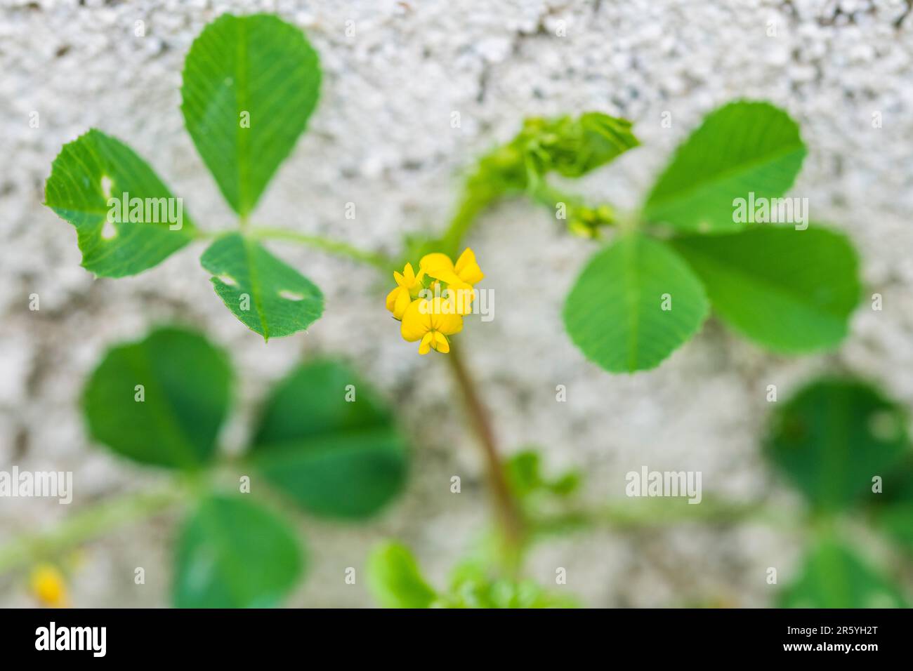 Medicago lupulina, commonly known as black medick, nonesuch, or hop ...