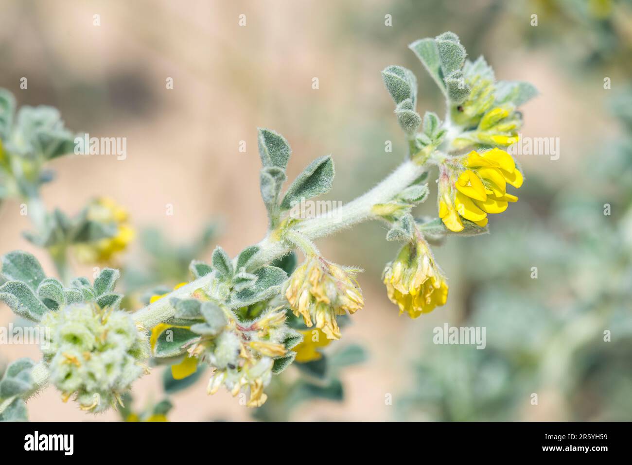 Medicago marina is a plant species of the genus Medicago, common names ...