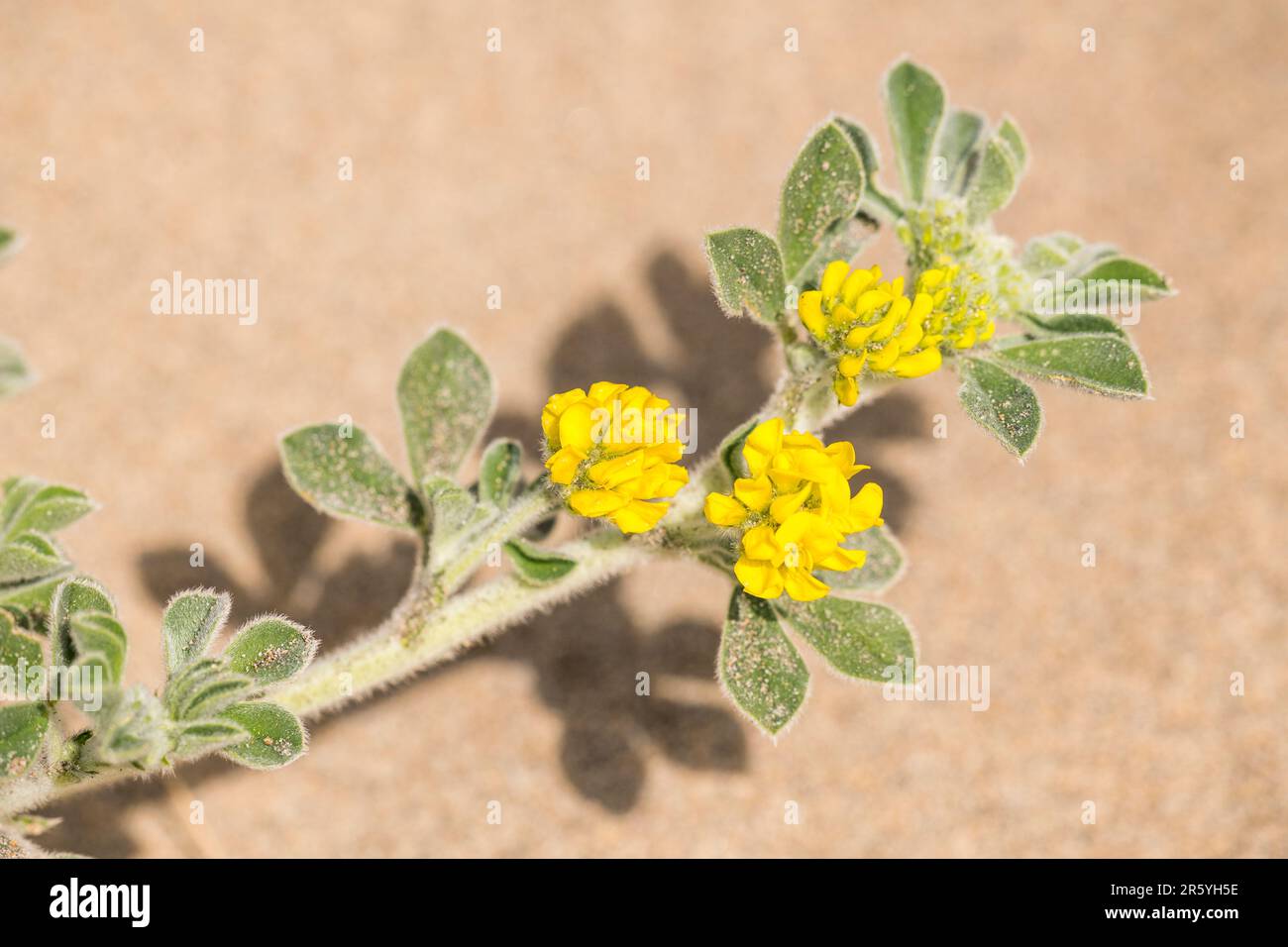 Medicago marina is a plant species of the genus Medicago, common names ...