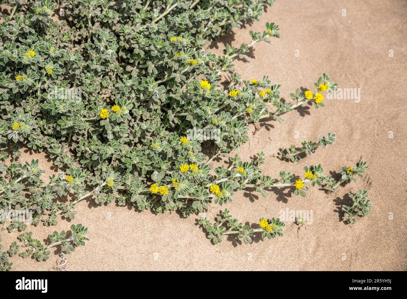 Medicago marina is a plant species of the genus Medicago, common names ...