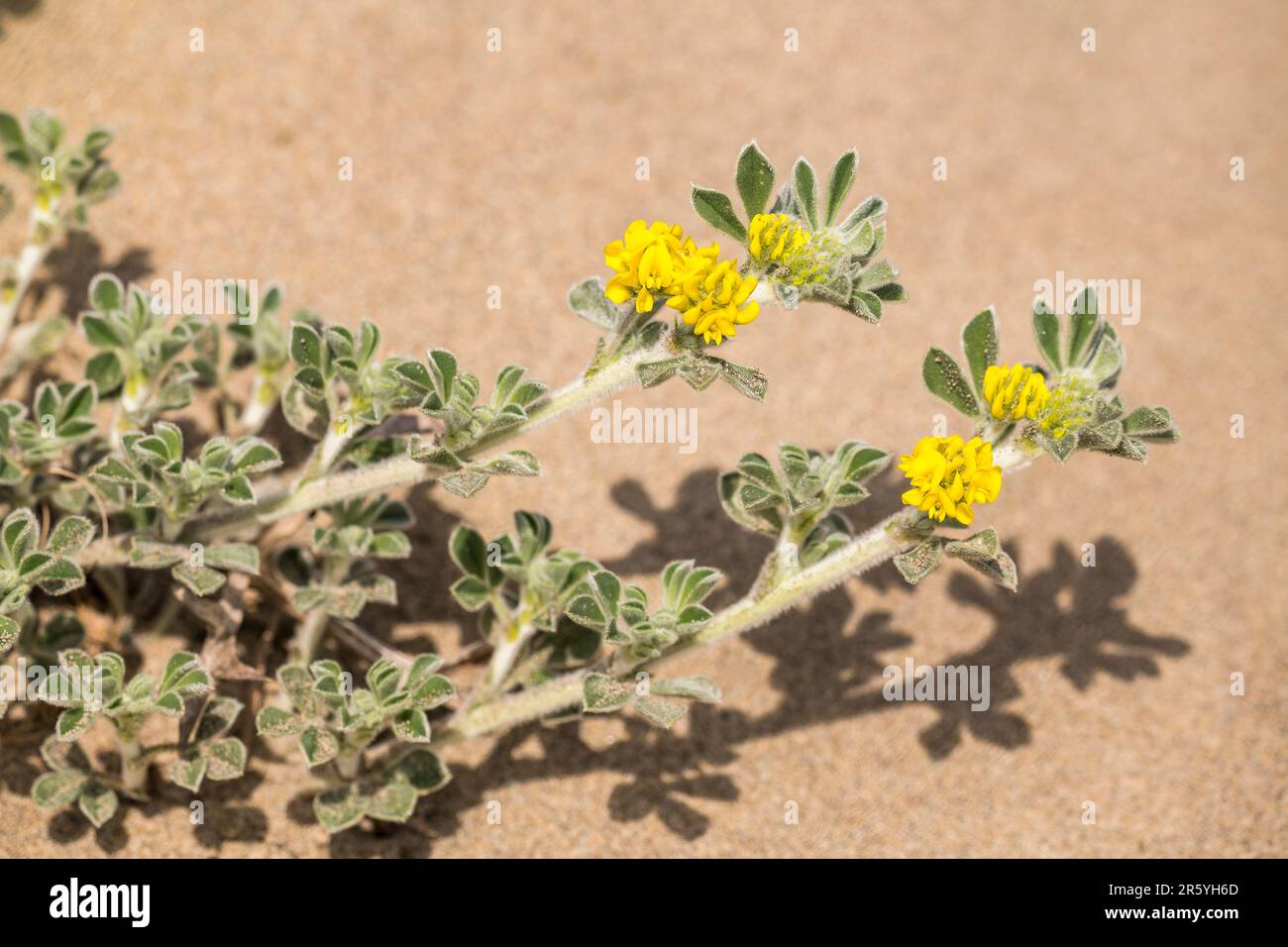 Medicago marina is a plant species of the genus Medicago, common names ...