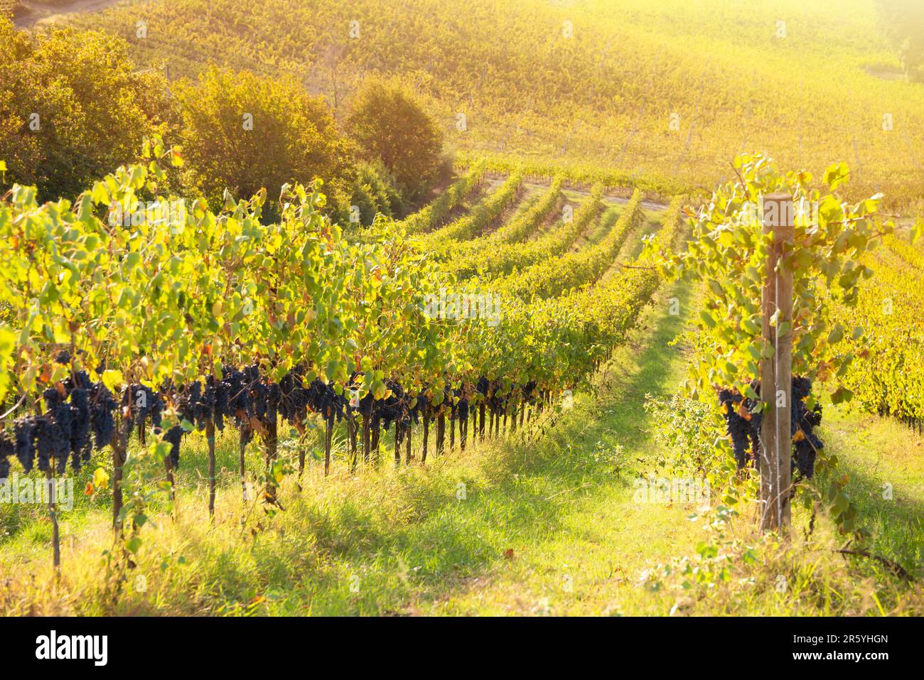 Colorful vineyard in fall, agriculture and farming Stock Photo - Alamy
