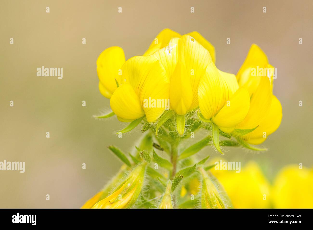 Ononis natrix, the yellow restharrow or shrubby rest-harrow, is a ...
