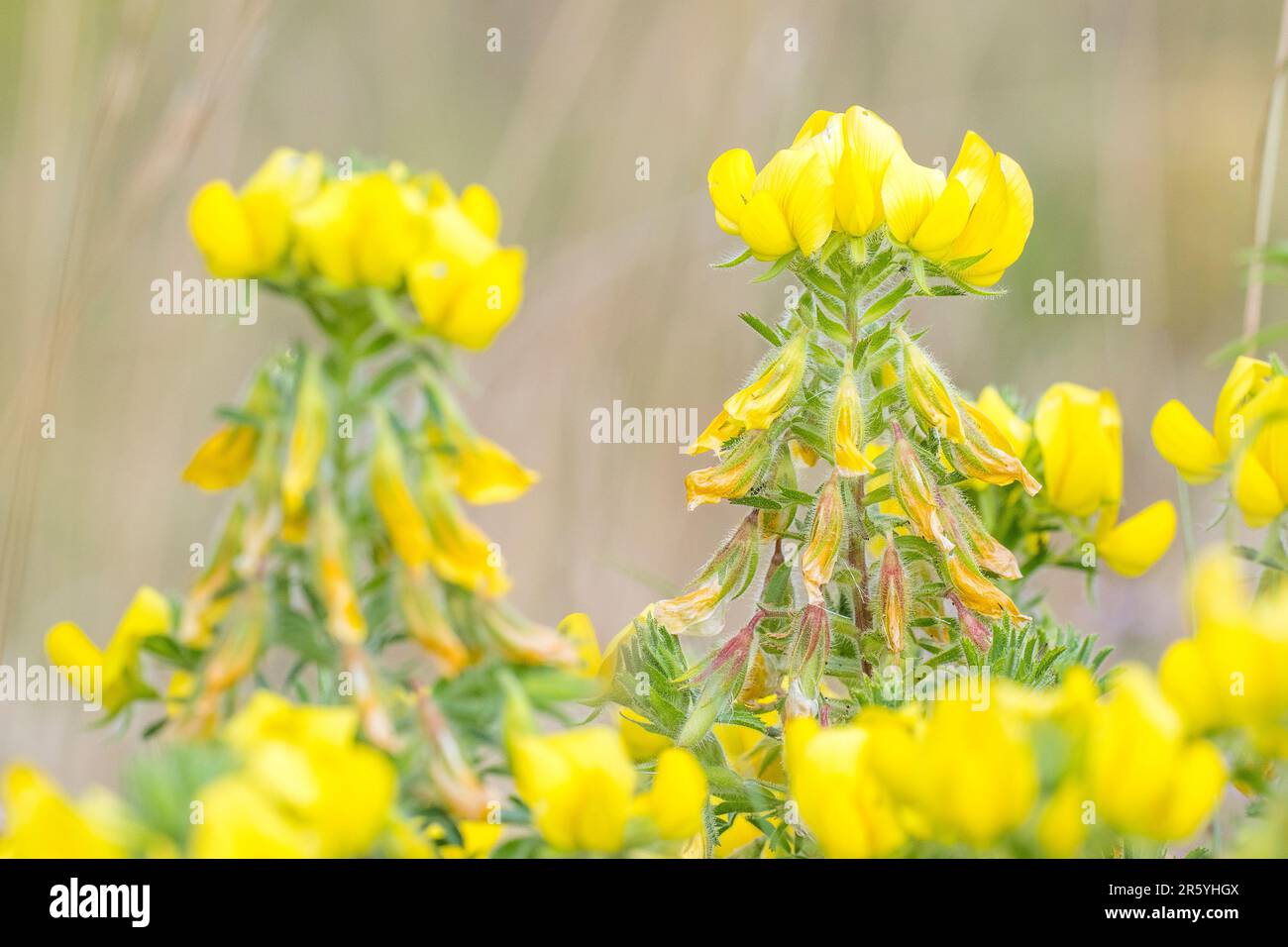 Ononis natrix, the yellow restharrow or shrubby rest-harrow, is a ...