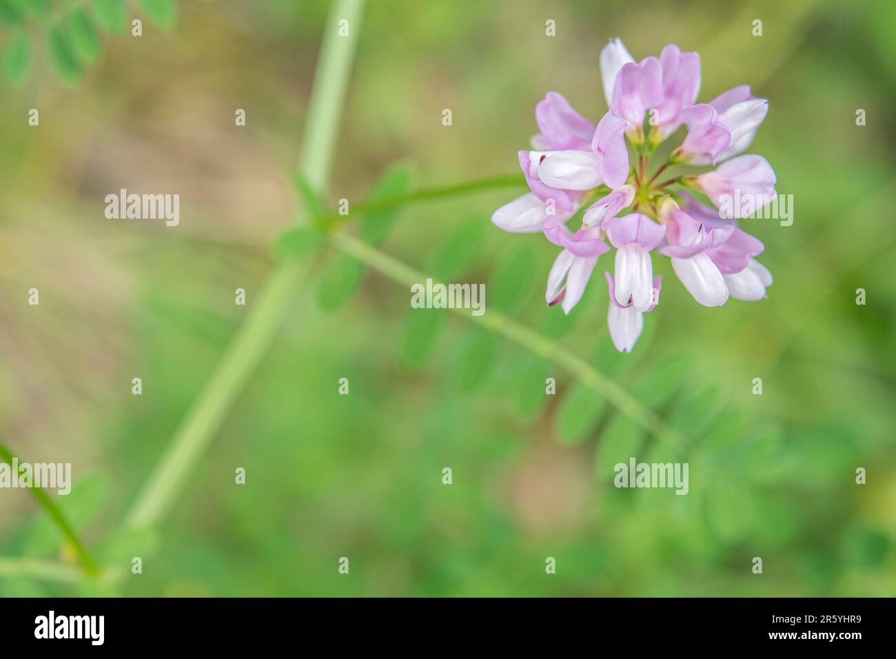 Securigera varia (synonym Coronilla varia), commonly known as ...