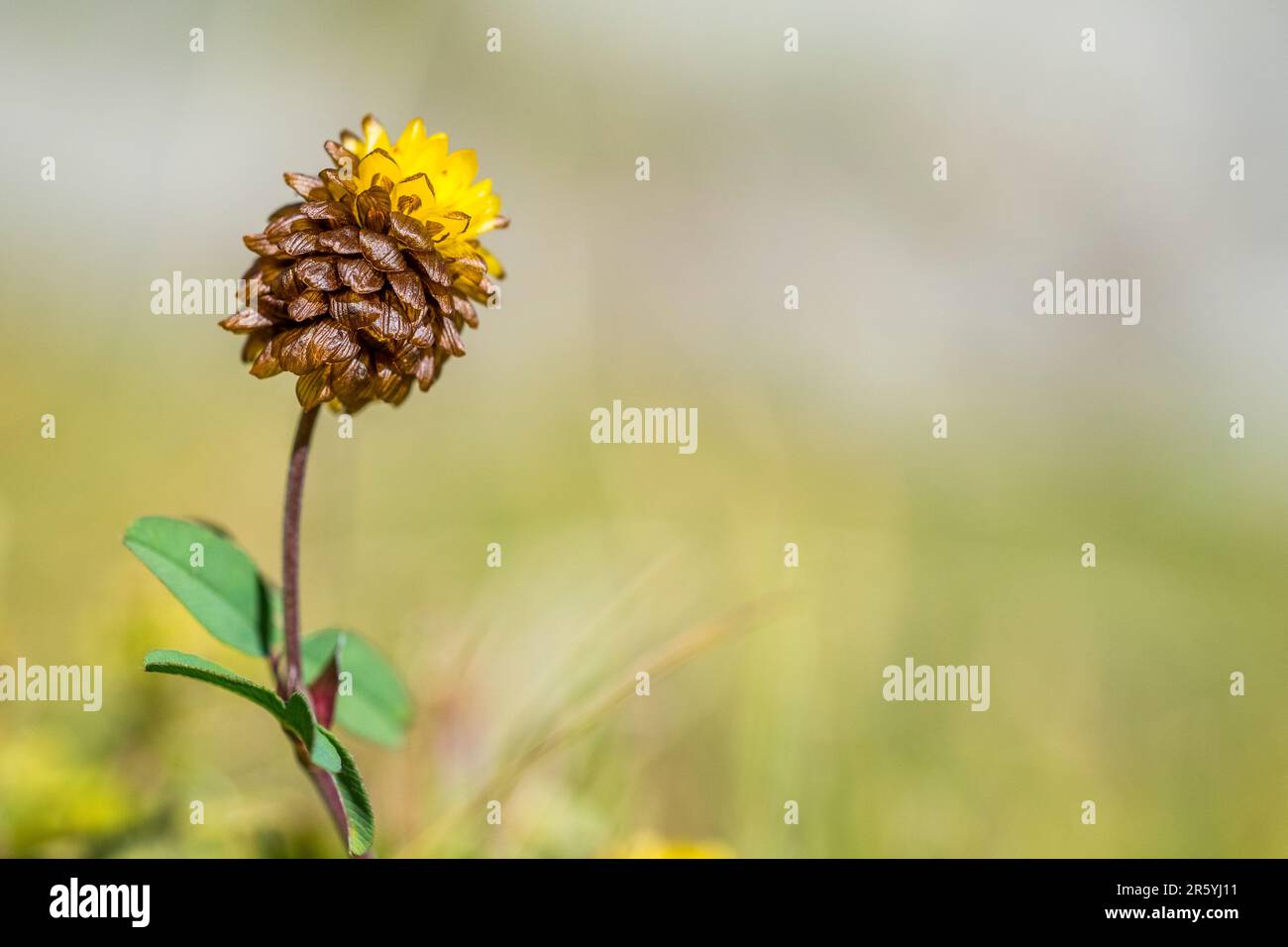 Trifolium badium, the brown clover or brown trefoil, is a species of ...