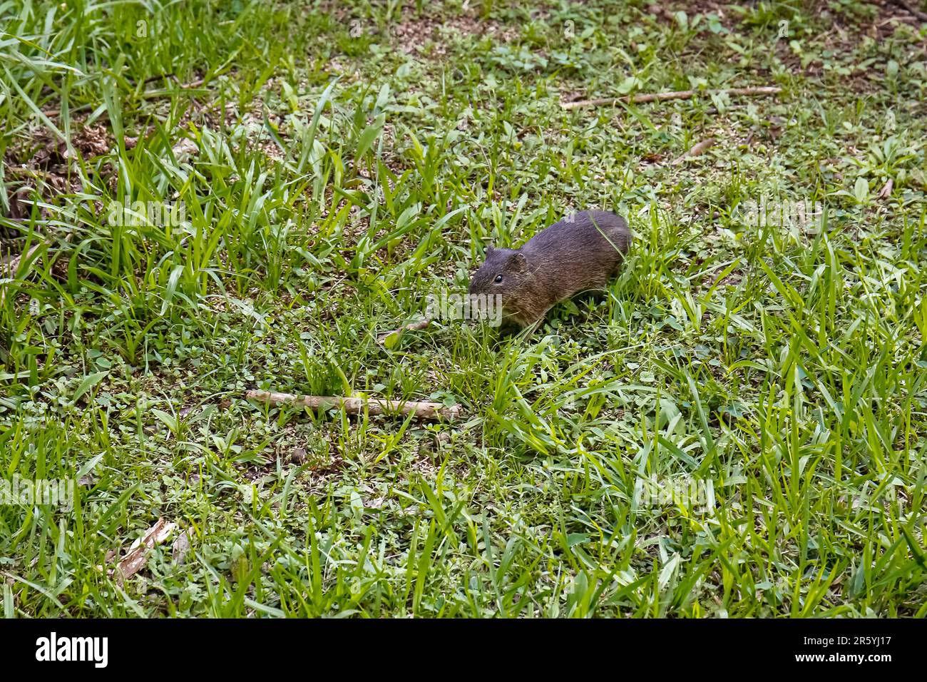Brazilian Guinea Pig roaming in green grass, Iguazu Falls, Misiones ...