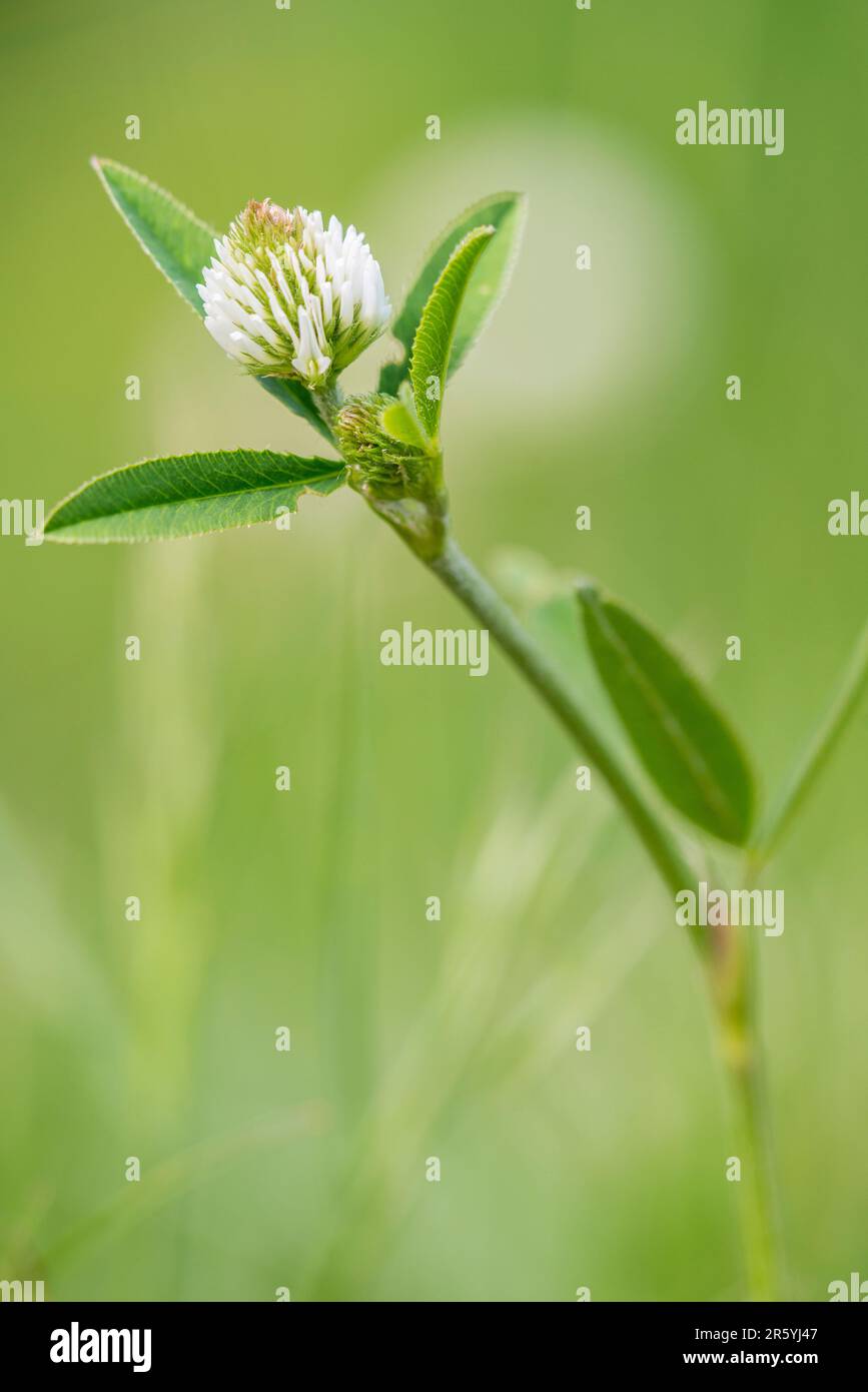 Trifolium montanum, the mountain clover, is a plant species of the ...