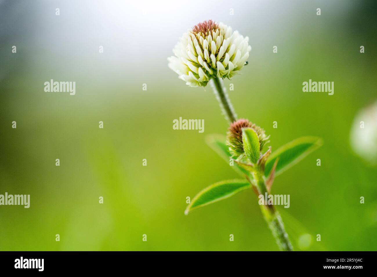 Trifolium montanum, the mountain clover, is a plant species of the ...