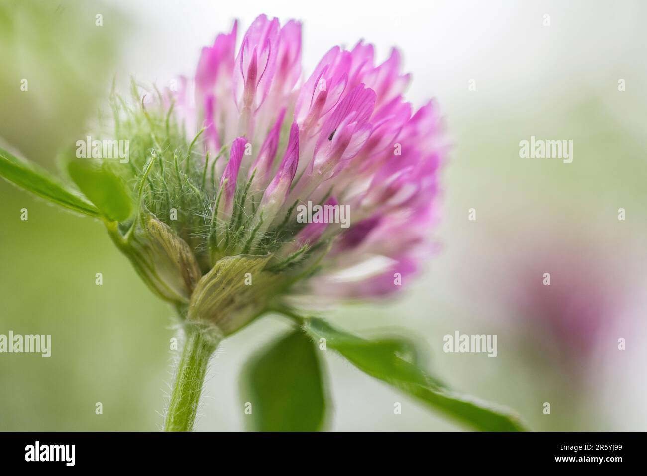 Trifolium pratense, red clover, is a herbaceous species of flowering ...