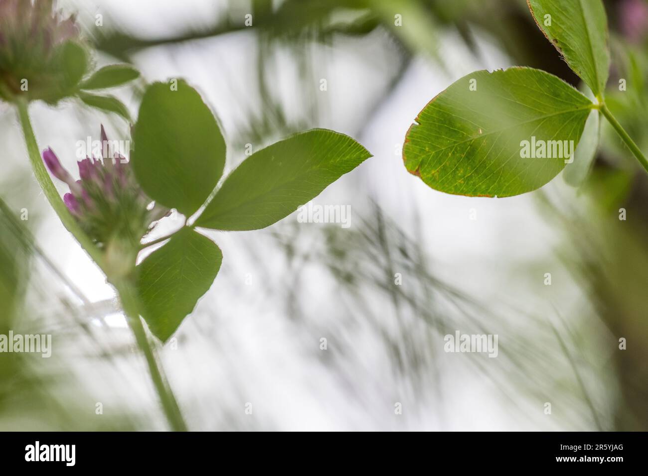 Trifolium pratense, red clover, is a herbaceous species of flowering ...
