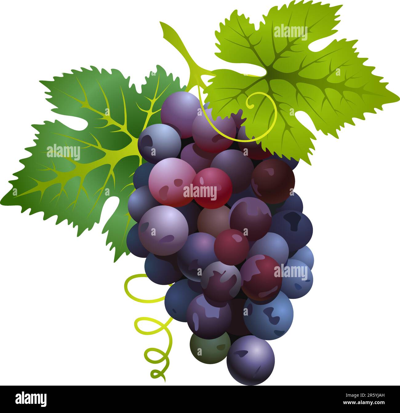 Black grapes harvest Stock Vector Images - Alamy