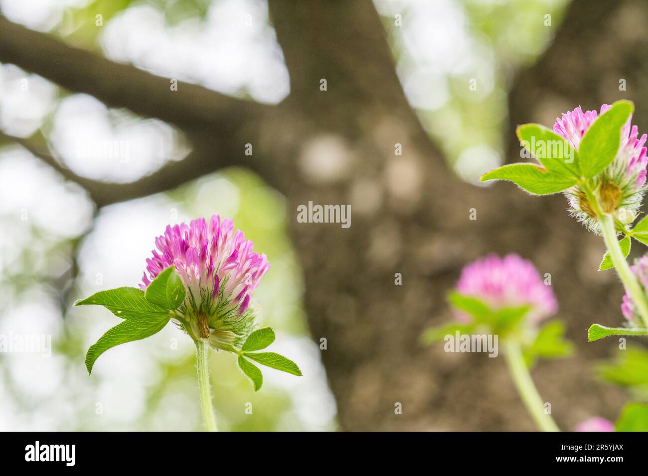 Trifolium pratense, red clover, is a herbaceous species of flowering ...