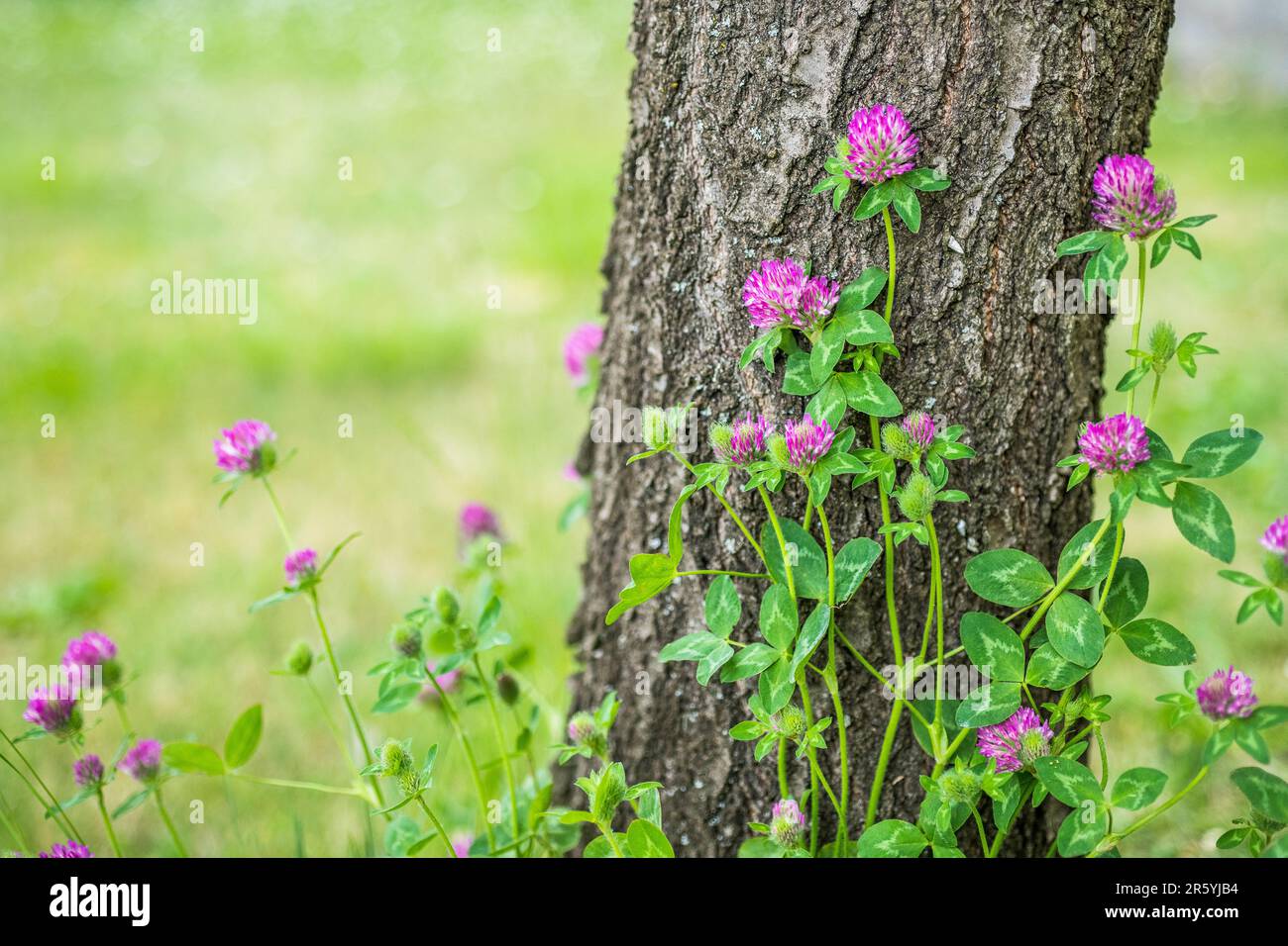 Trifolium pratense, red clover, is a herbaceous species of flowering ...