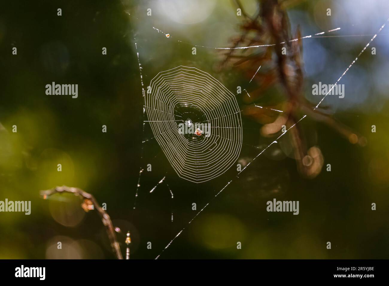 Spider in its net in sunshine against dark background, Iguazu Falls ...