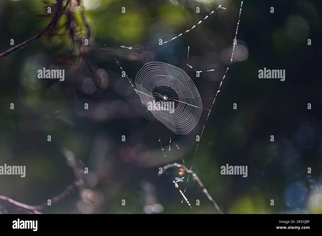 Spider in its net in sunshine against dark background, Iguazu Falls ...