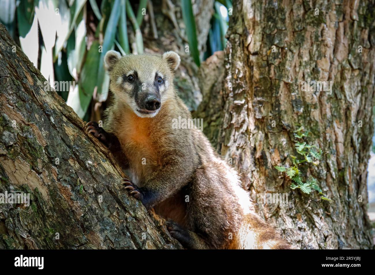 Close-up of a cute Coati on a tree, facing camera, Iguazu Falls ...
