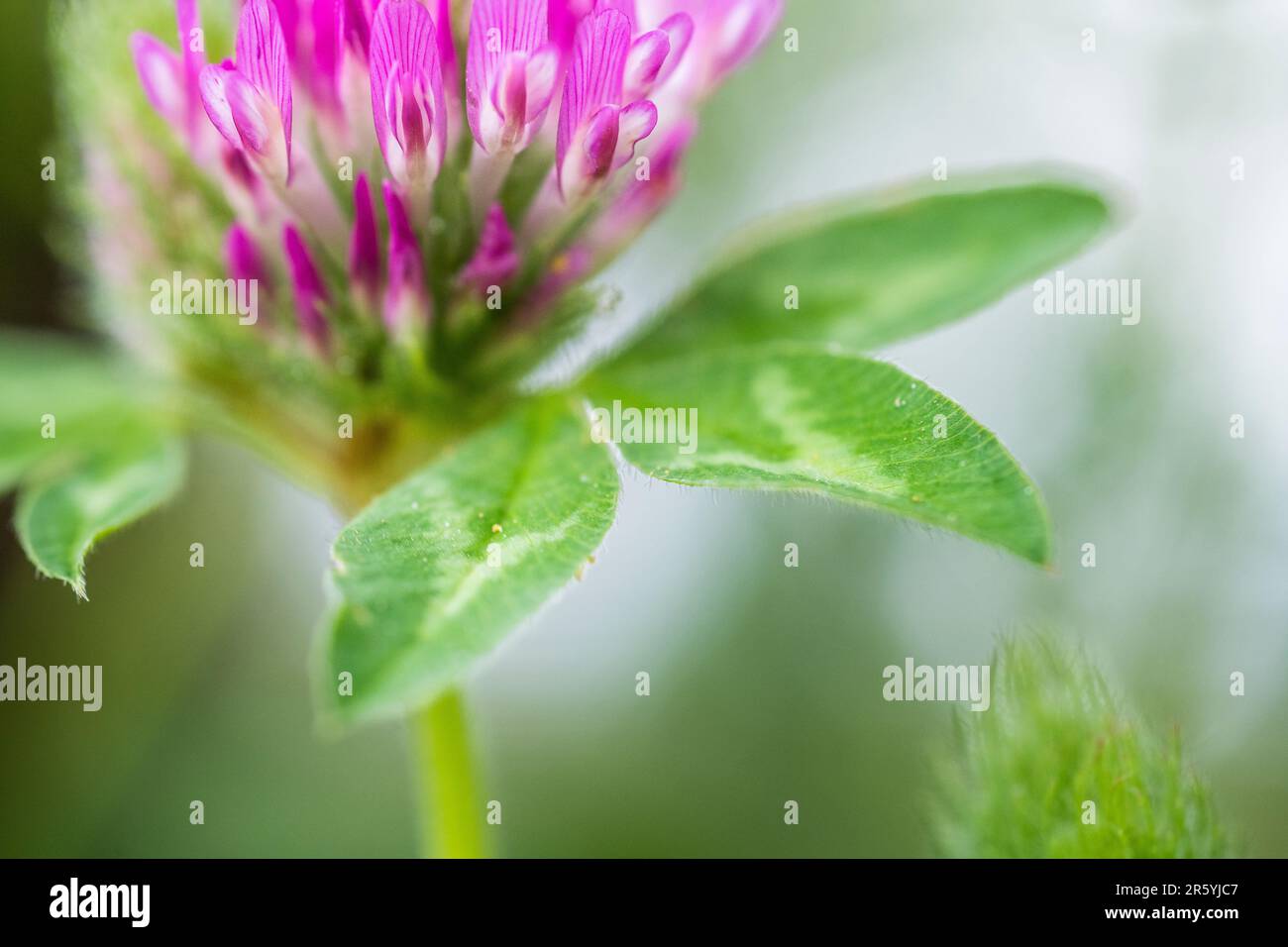 Trifolium pratense, red clover, is a herbaceous species of flowering ...