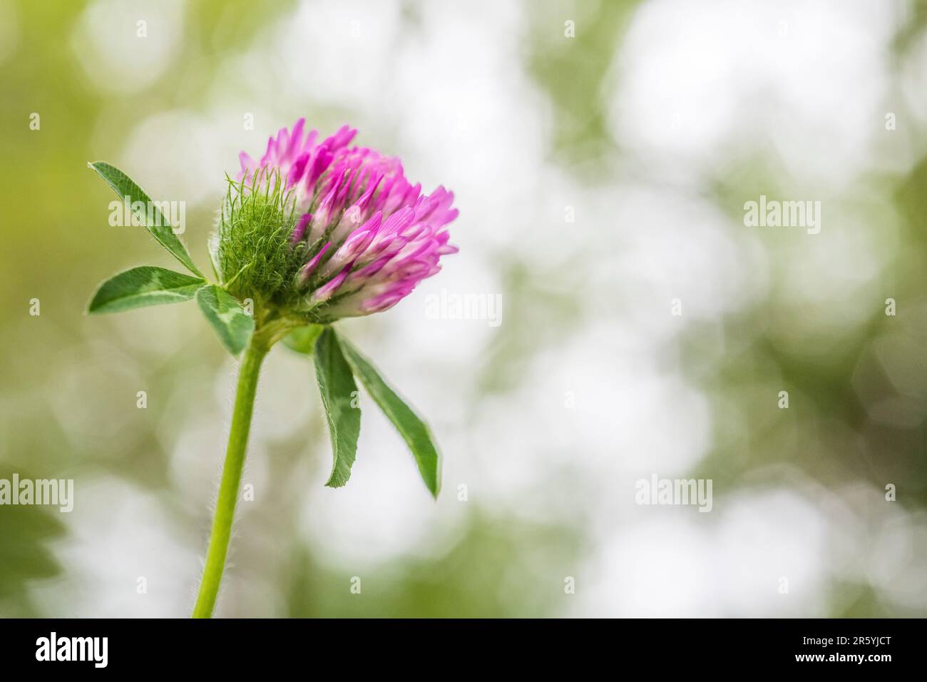 Trifolium pratense, red clover, is a herbaceous species of flowering ...