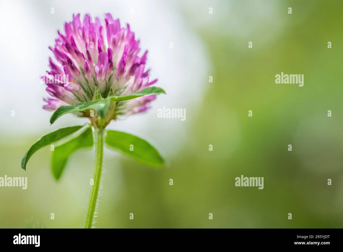 Trifolium pratense, red clover, is a herbaceous species of flowering ...