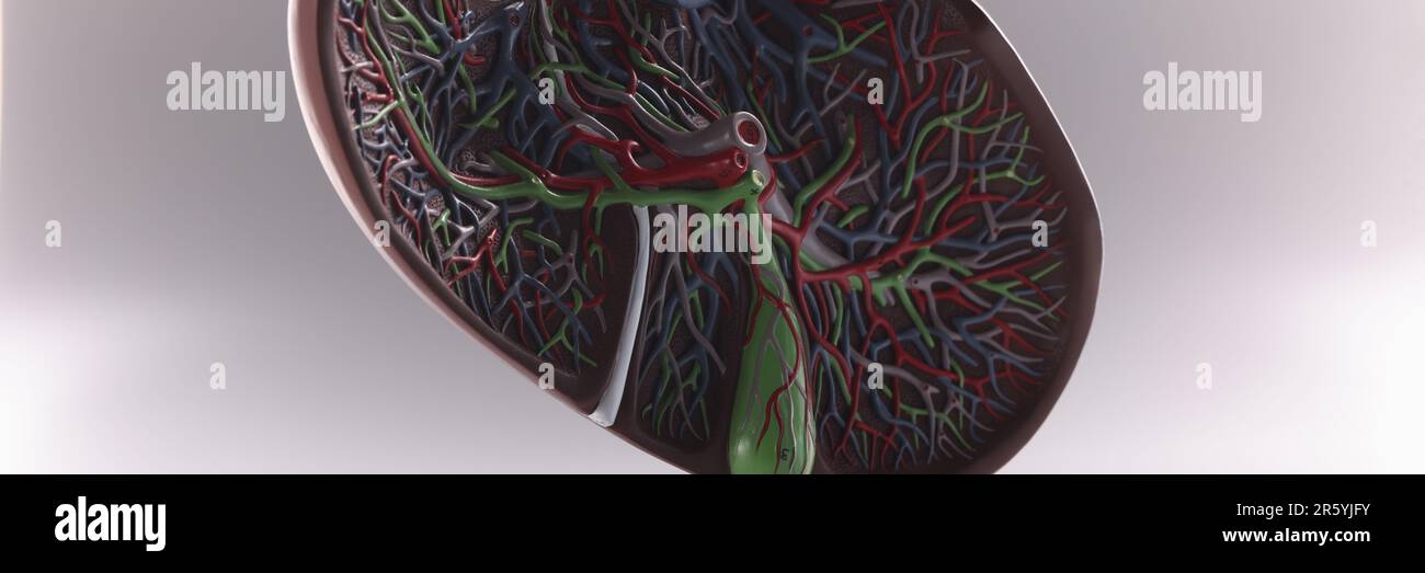 Human liver anatomy model in air on gray background Stock Photo - Alamy