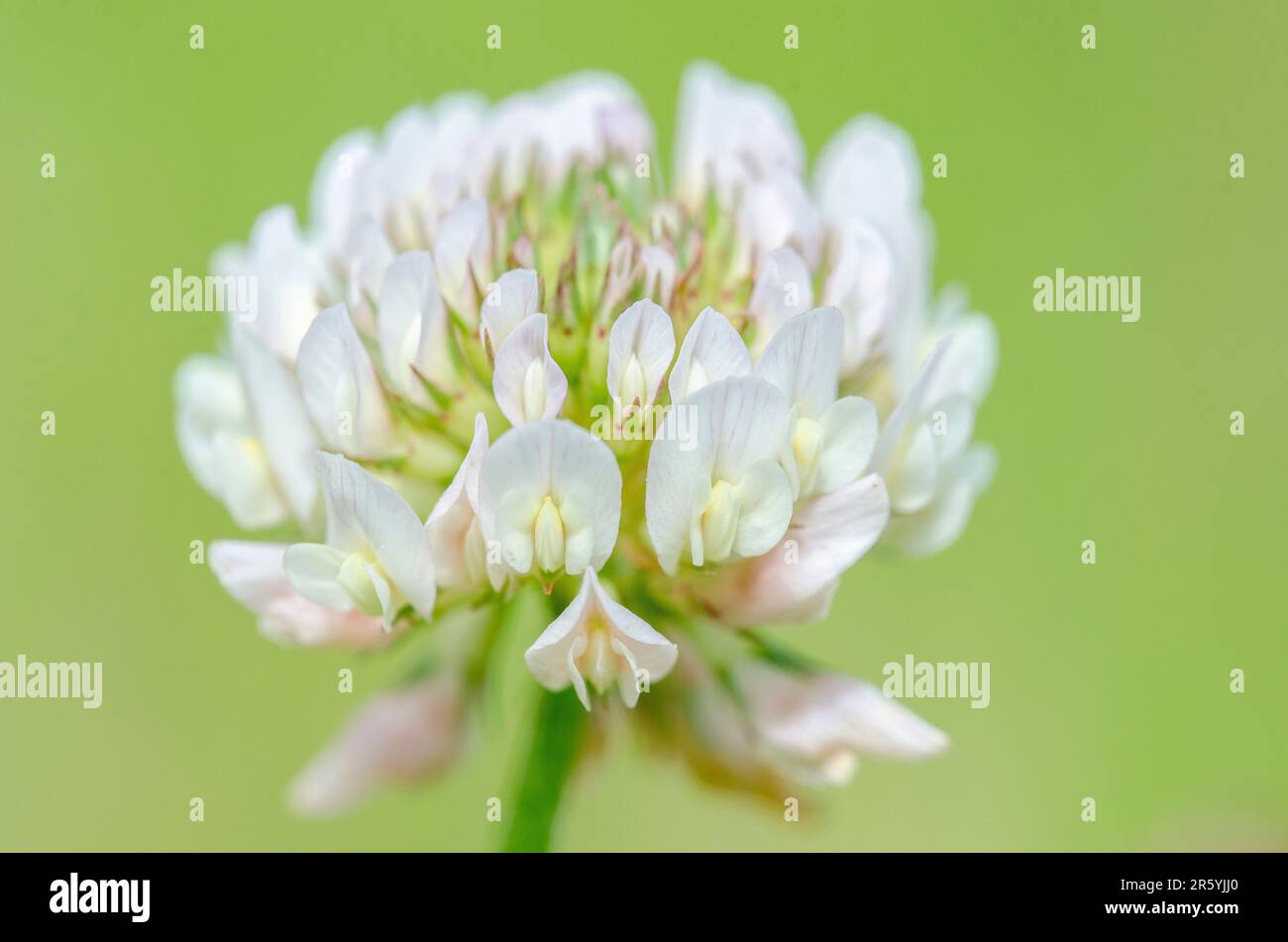 Trifolium repens, the white clover, is a herbaceous perennial plant in ...