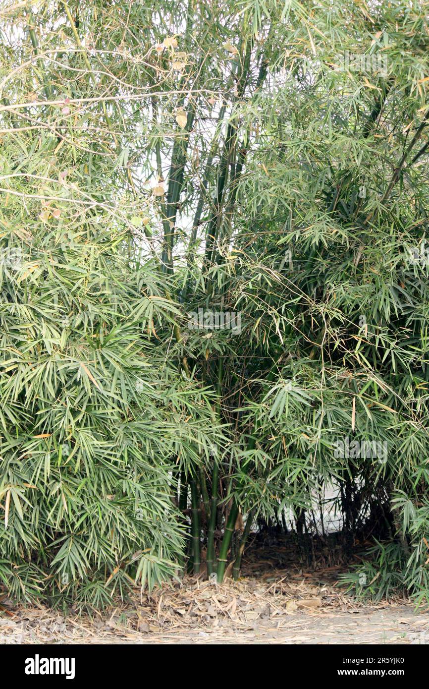 Indian thorny bamboo (Bambusa bambos) in a public park : (pix Sanjiv ...