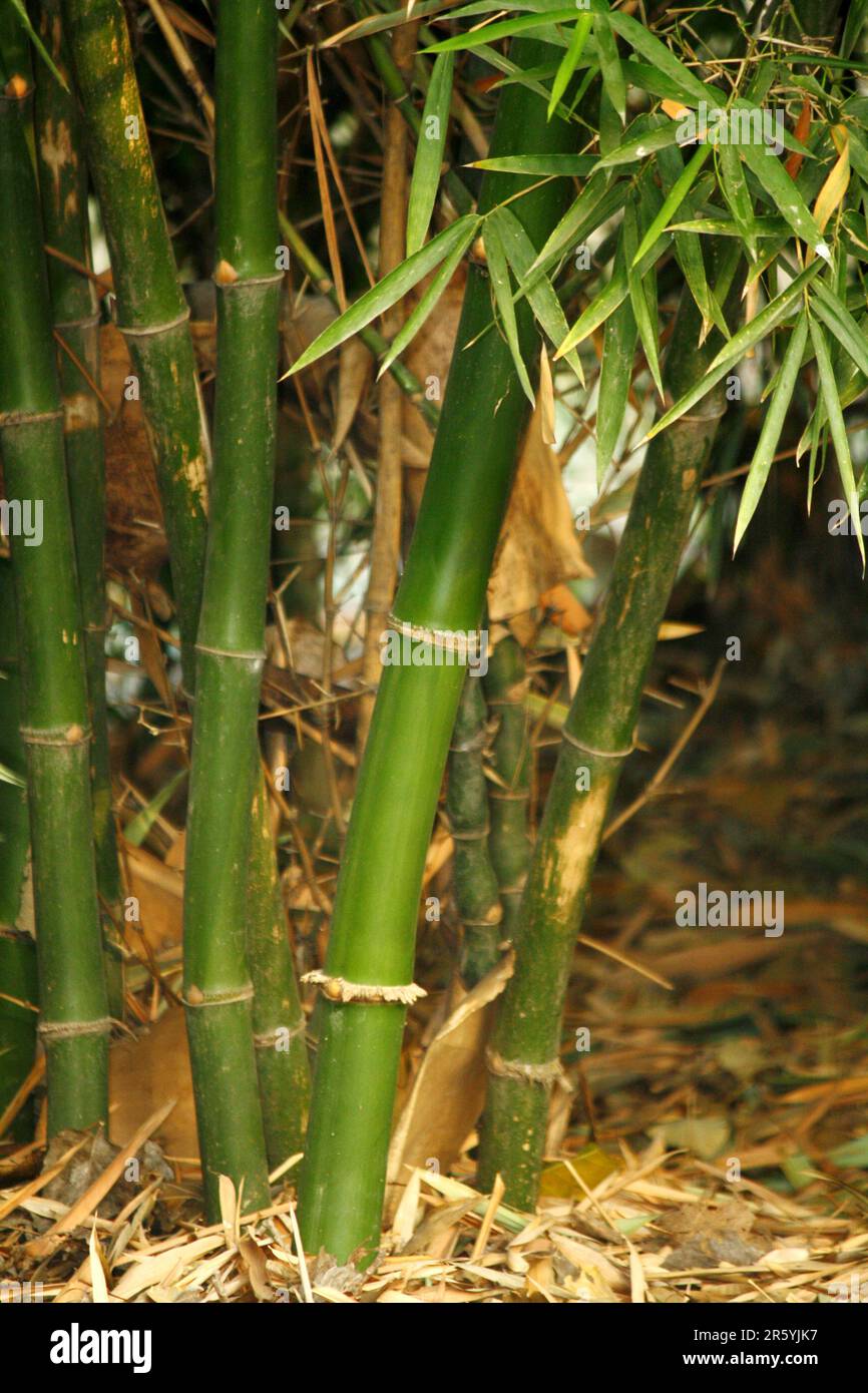 Indian thorny bamboo (Bambusa bambos) in a public park : (pix Sanjiv ...