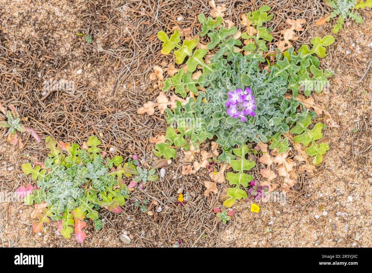 Three flowering plants hi-res stock photography and images - Alamy