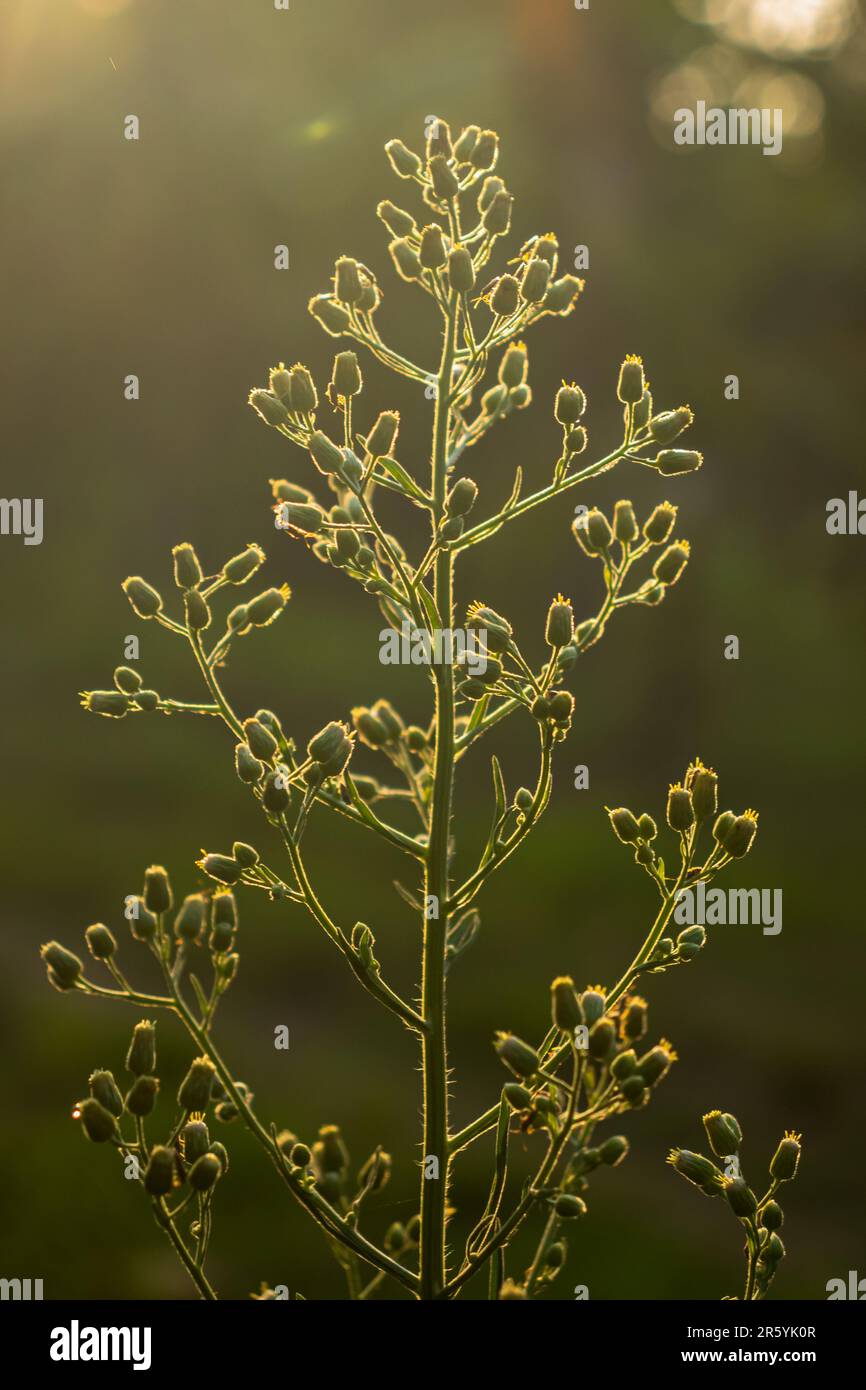 A vibrant flower blossoms from the end of a leafy branch, connected to ...