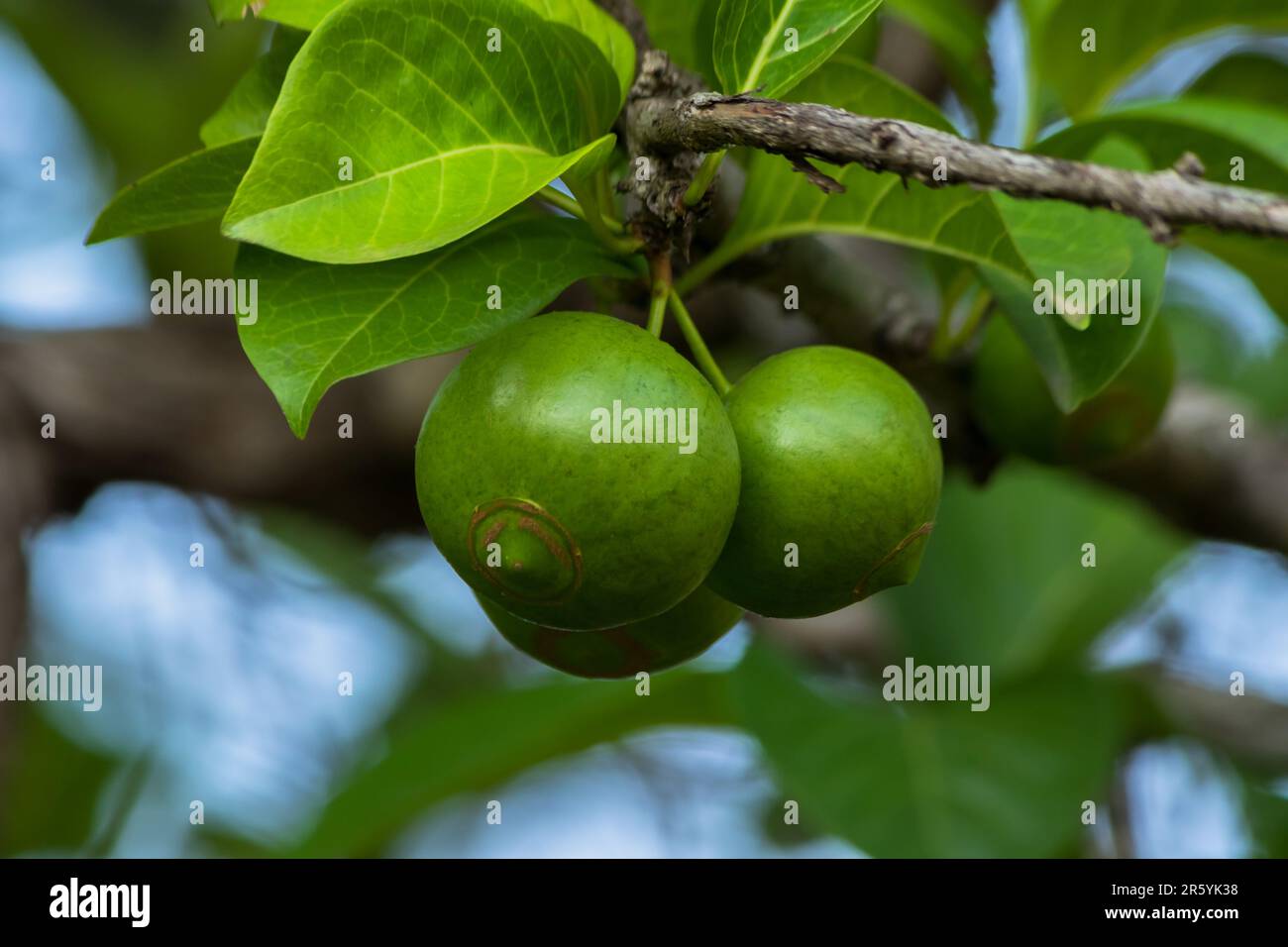A vibrant close-up of a green branch on a tree, with fresh fruit and ...