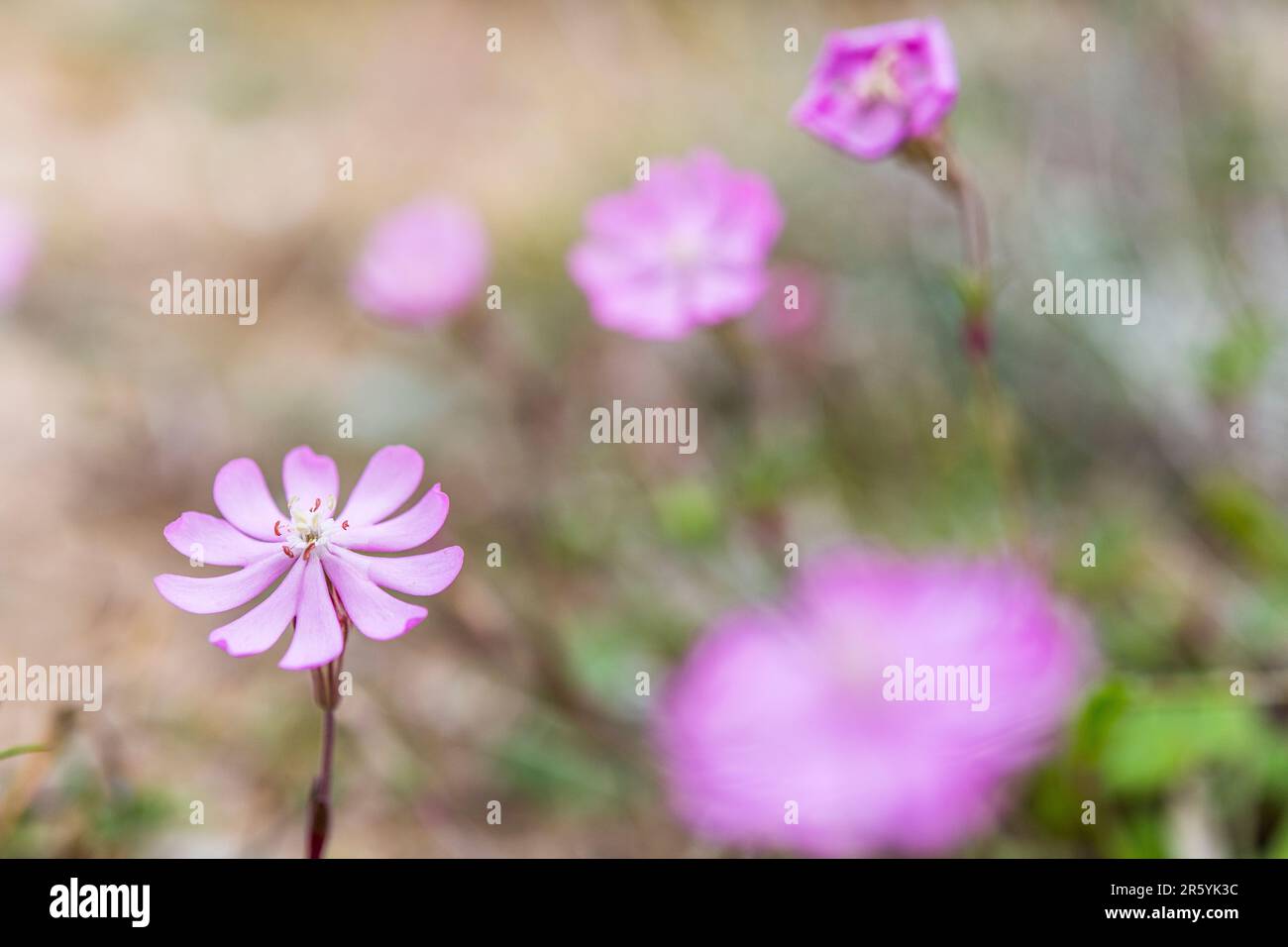 Silene colorata, Mediterranean Catchfly is a species of plant in the ...