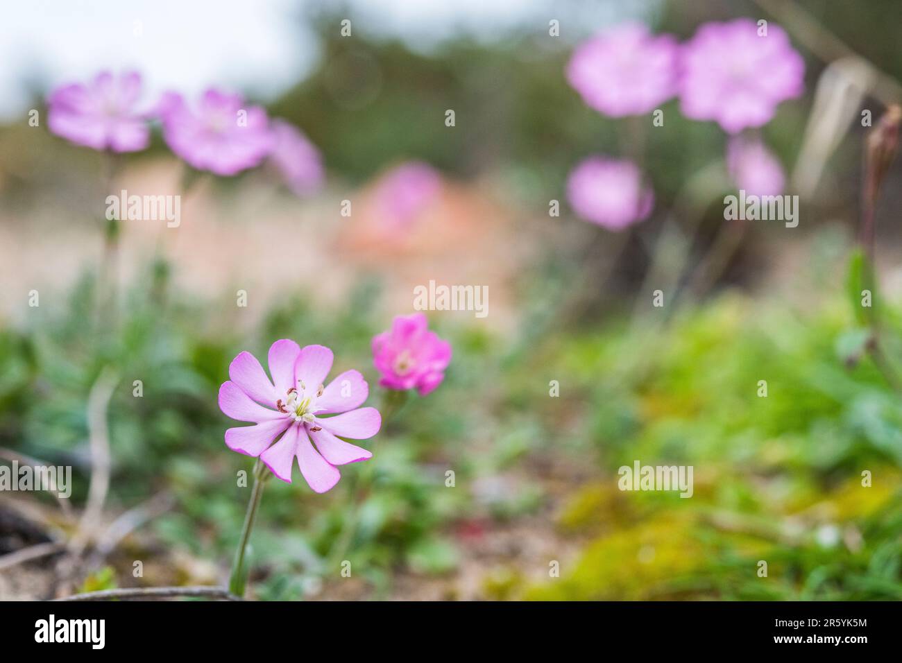 Silene colorata, Mediterranean Catchfly is a species of plant in the ...