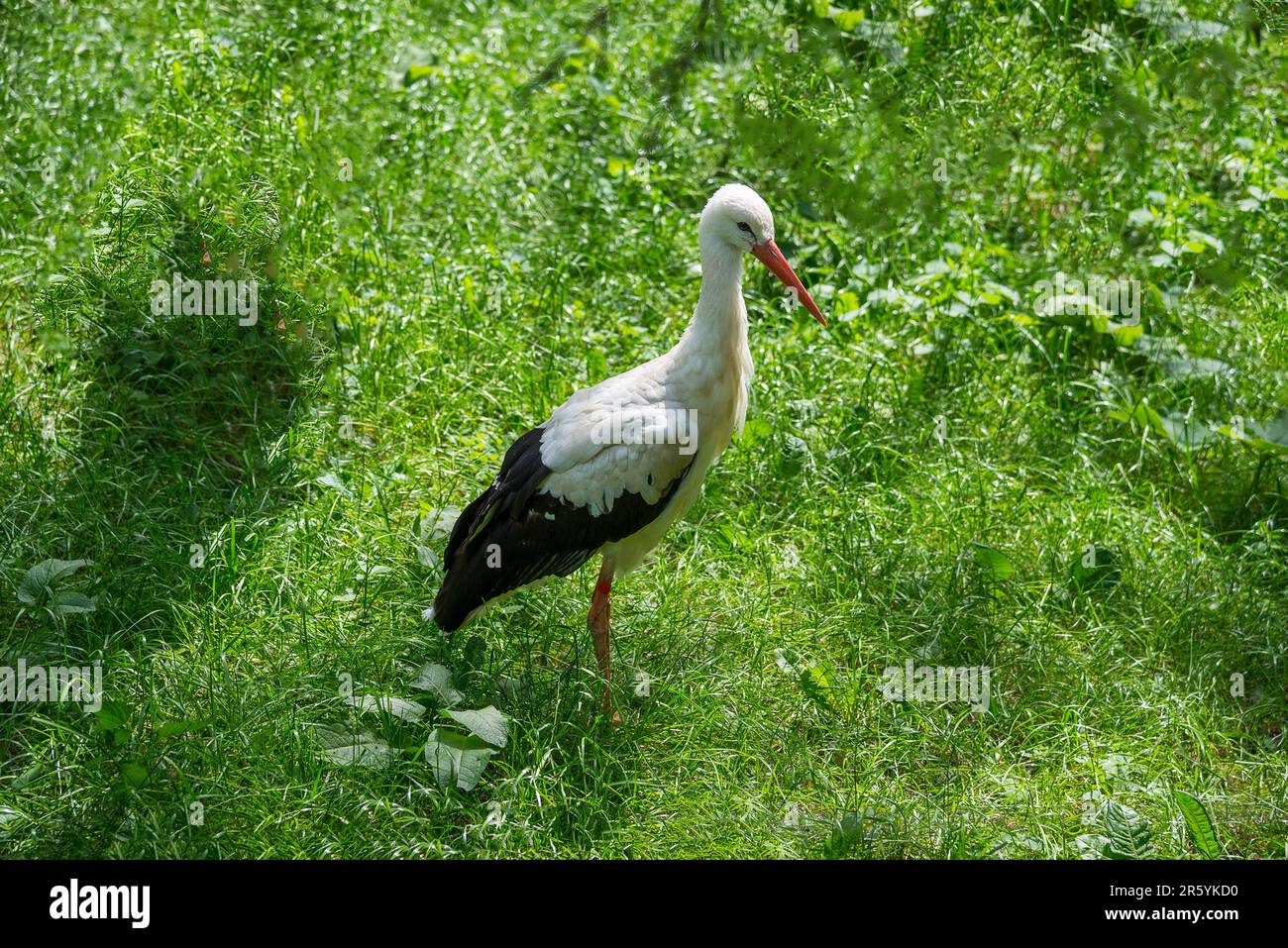 White stork on a grass background Stock Photo - Alamy