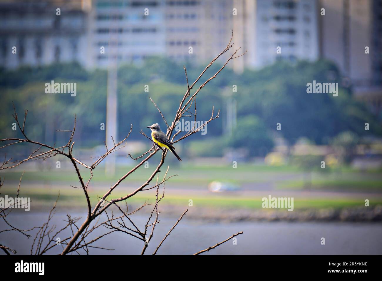 Suiriri de garganta branca hi-res stock photography and images - Alamy